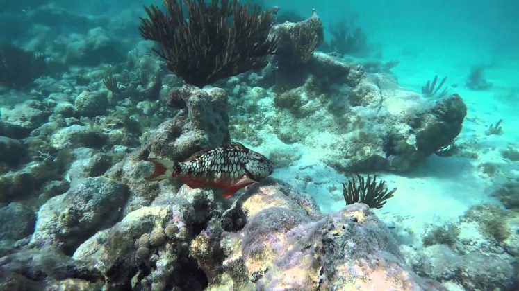 8 of the Best Places to Snorkel in Mexico – You Shouldn’t Miss ...